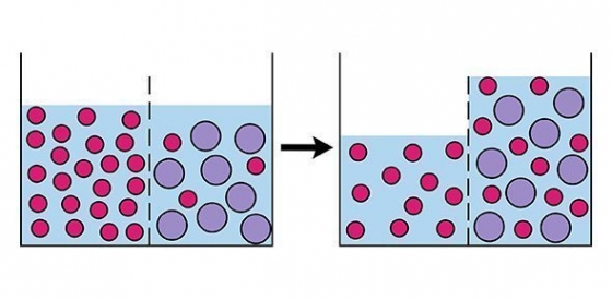 Osmose, o que é? Como ocorre? Exemplos! - Múltipla Escolha