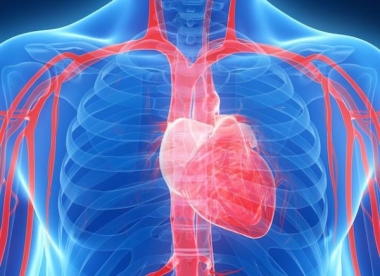 Sistema Cardiovascular: o que é? Como ele funciona?