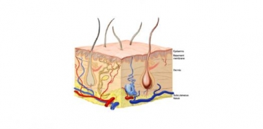Sistema tegumentar: o que é? Quais as funções? - Múltipla Escolha